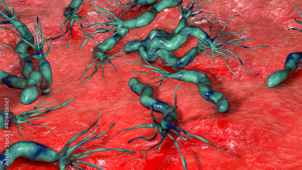 Helicobacter pylori bacterium Stock Illustration | Adobe Stock