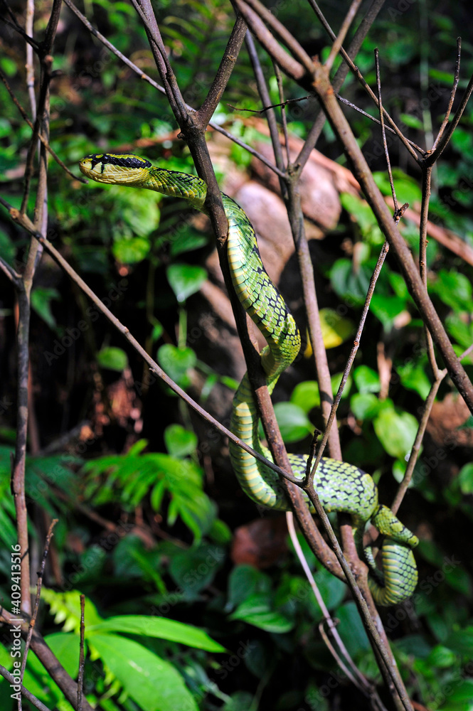 Sri Lankan pit viper // Ceylon Lanzenotter (Trimeresurus ...