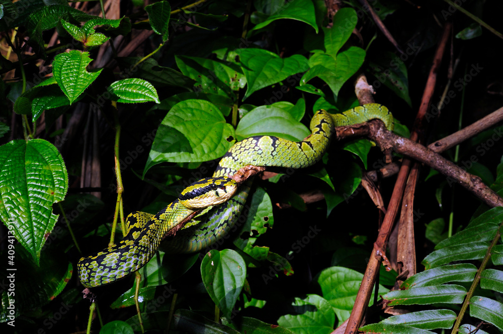 Sri Lankan pit viper // Ceylon Lanzenotter (Trimeresurus ...