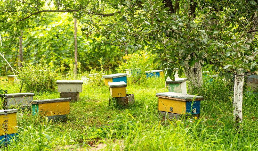 Lots of little yellow nuc, nuc hive among grass in spring. inseminators ...