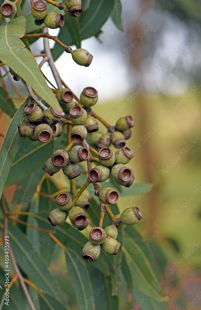 Gum nuts of the Australian native Leichhardts Rusty Jacket, Corymbia ...