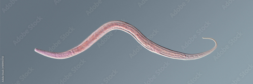 Nematode roundworm stained under the phase contrast microscope Stock ...