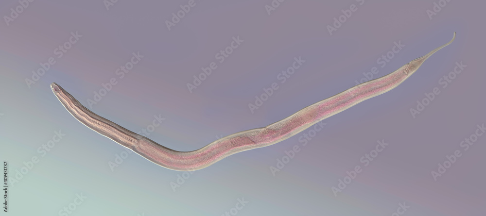 Nematode roundworm stained under the phase contrast microscope Stock ...