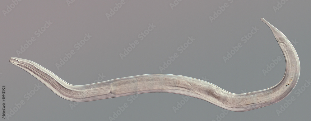 Nematode roundworm stained under the phase contrast microscope Stock ...