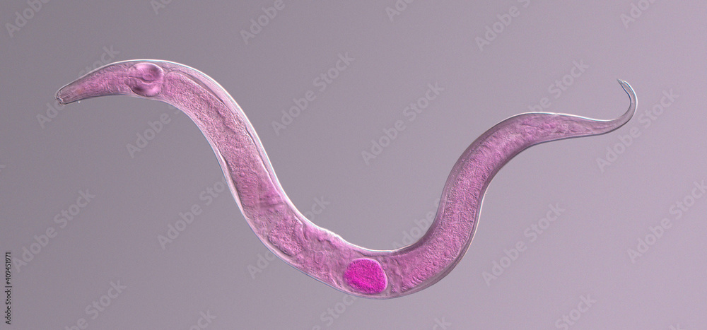 Nematode roundworm stained under the phase contrast microscope Stock ...