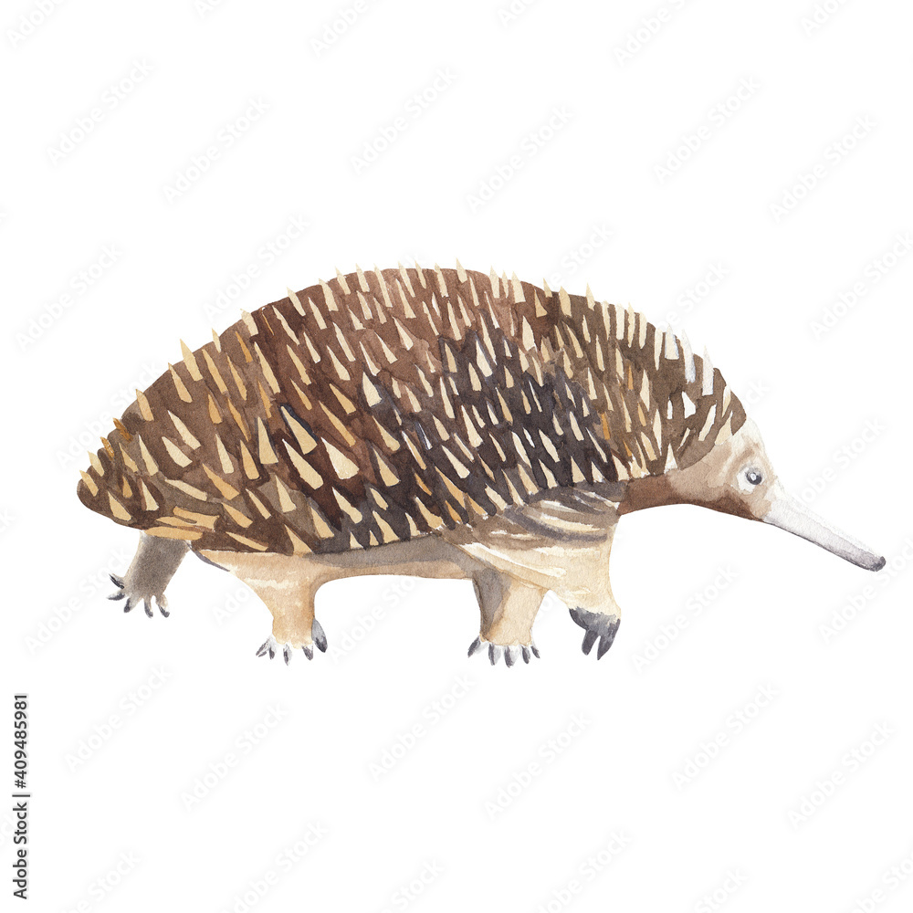 Watercolor australian animals clipart Hand painted hand drawn wild ...