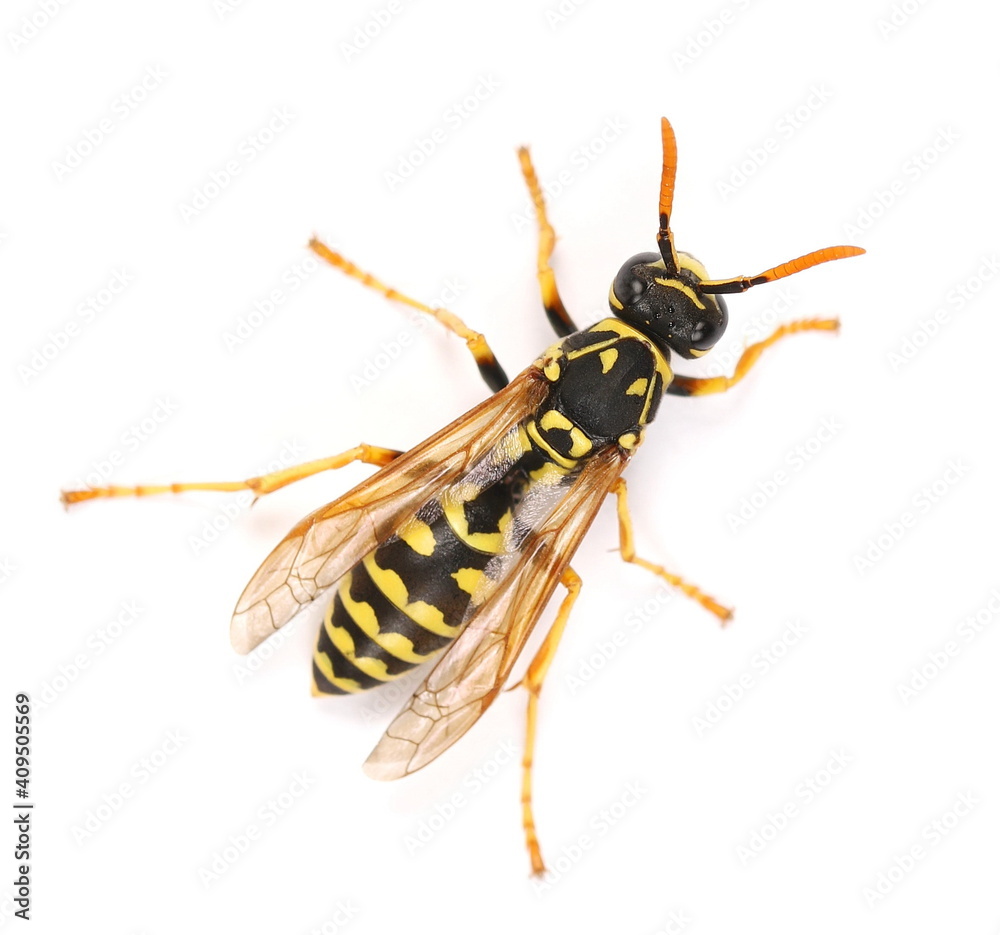European wasp, Polistes associus, isolated on white background, top ...