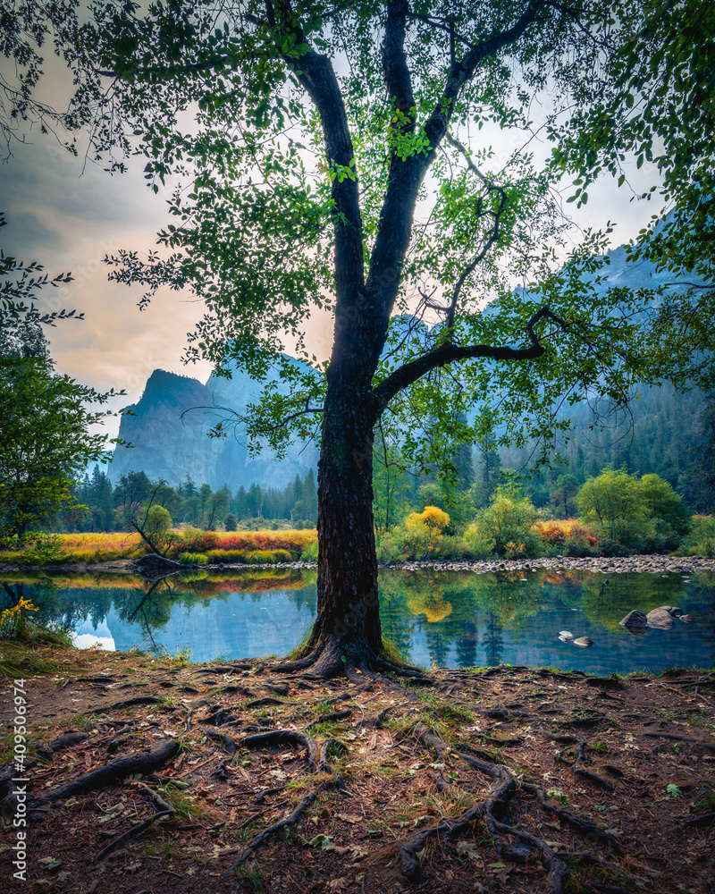 Beautiful tree by Merced River during fall colors at Yosemite Stock ...