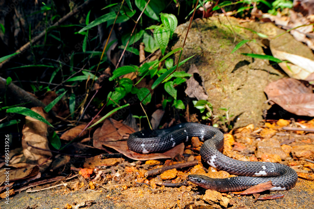 Sri Lankan Wolf Snake // Sri Lanka Wolfsnatter (Lycodon carinatus ...