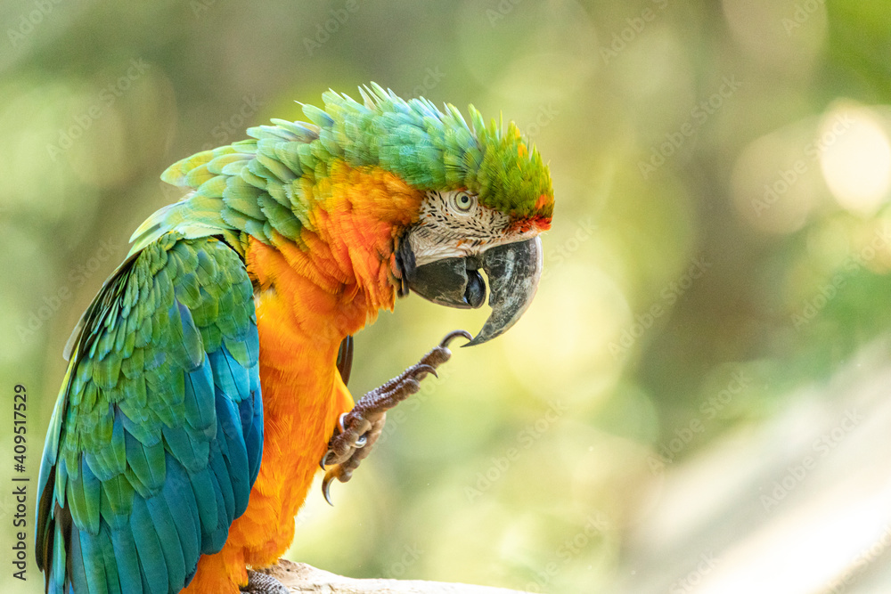 Hybrid macaw. This specimen was a result of the crossbreeding of a ...