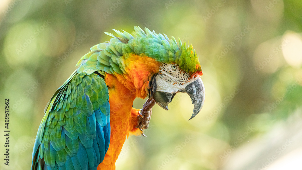 Hybrid macaw. This specimen was a result of the crossbreeding of a ...