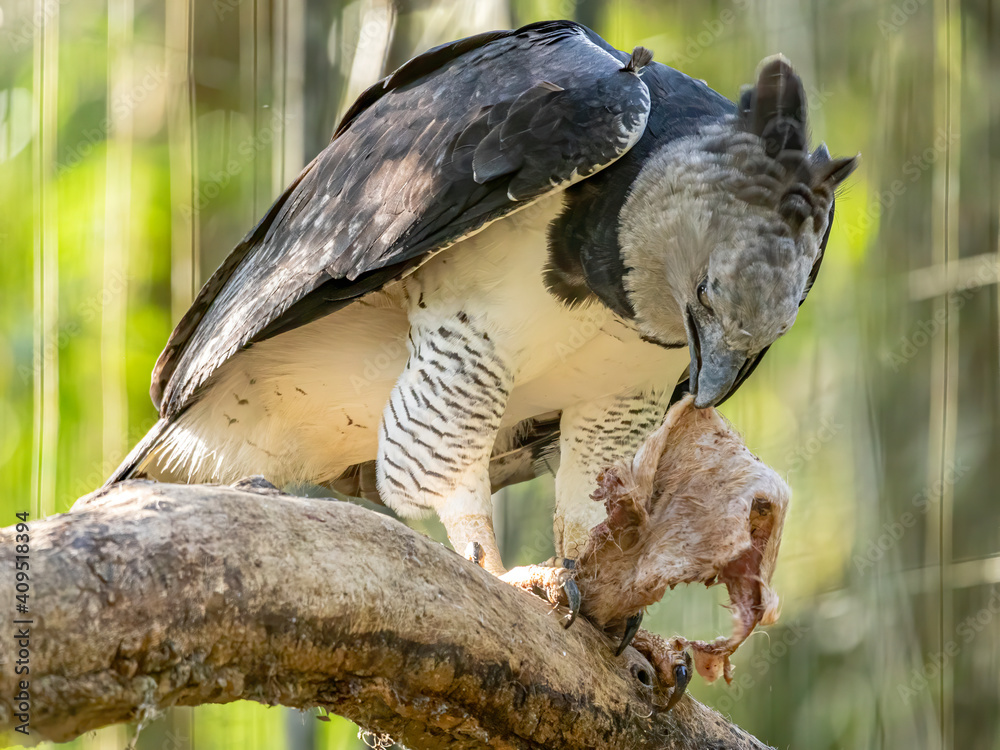Ribbon Tailed Harpy Wallpaper