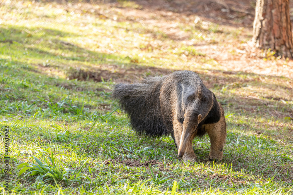 Anteater, cute animal from Brazil. Giant Anteater, Myrmecophaga ...