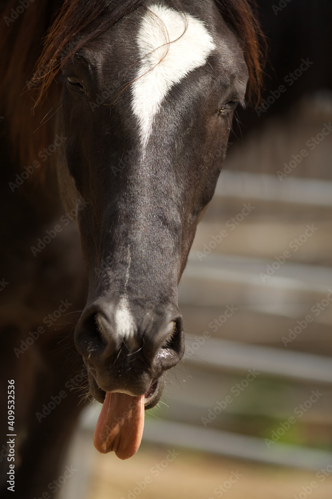 Pferd Streckt Zunge Raus