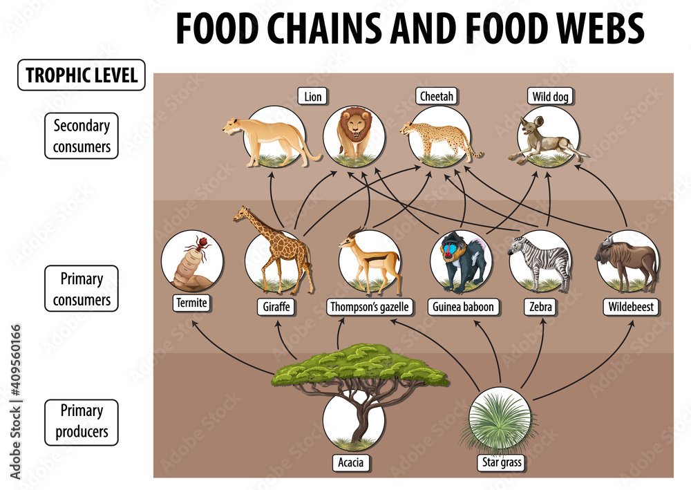 Education poster of biology for food webs and food chains diagram Stock ...