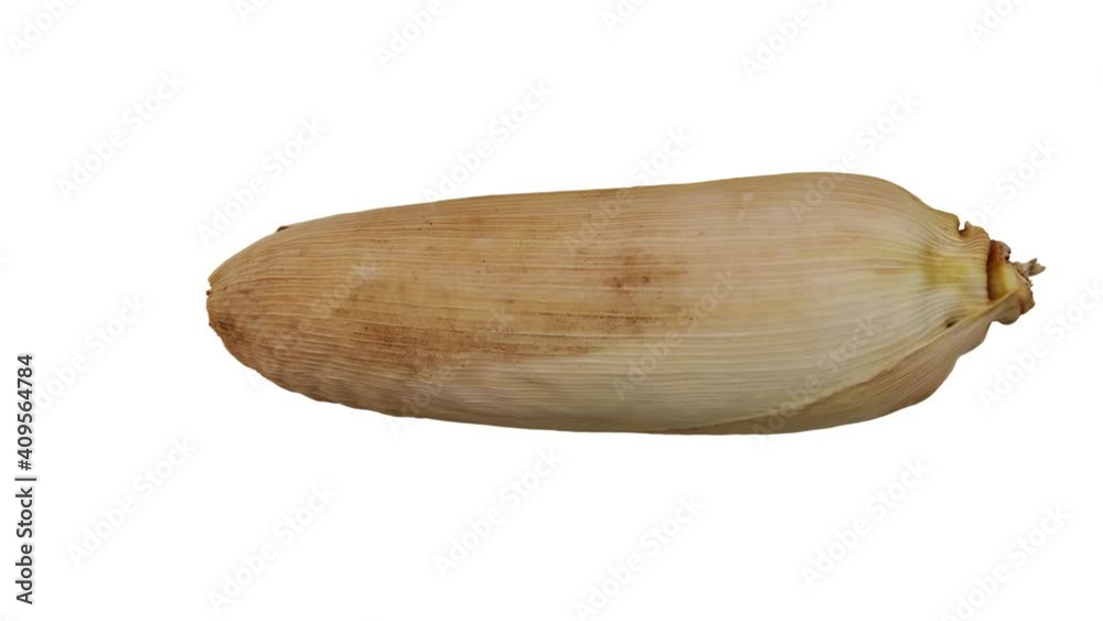 Realistic render of a spinning Unpeeled Corn (Maize) on the Cob in the ...