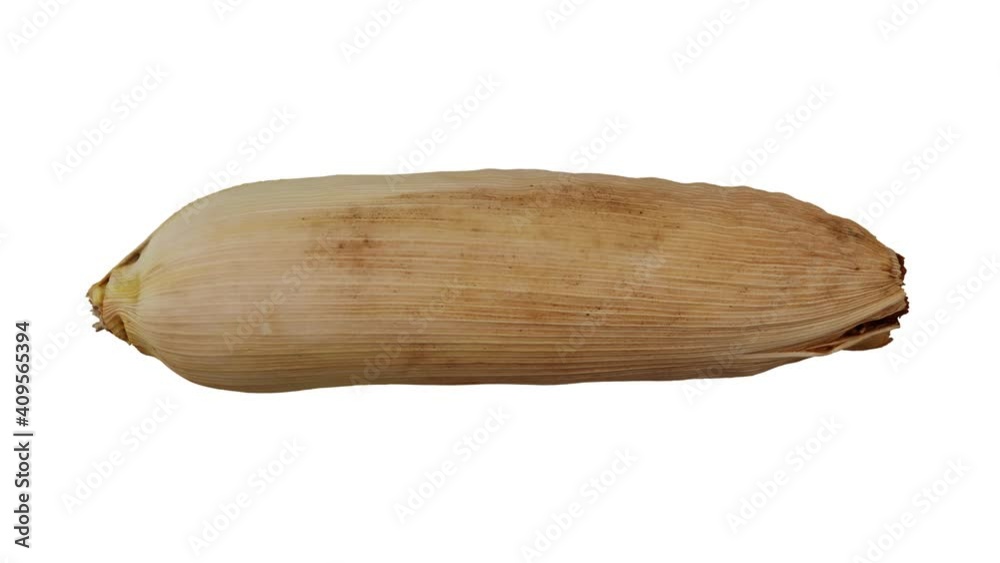 Realistic render of a rolling Unpeeled Corn (Maize) on the Cob in the ...