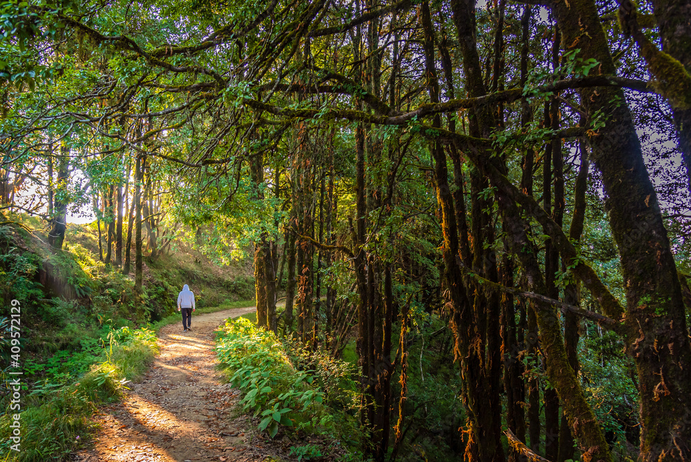 View enroute to Zero point, Binsar trekking trail through evergreen ...