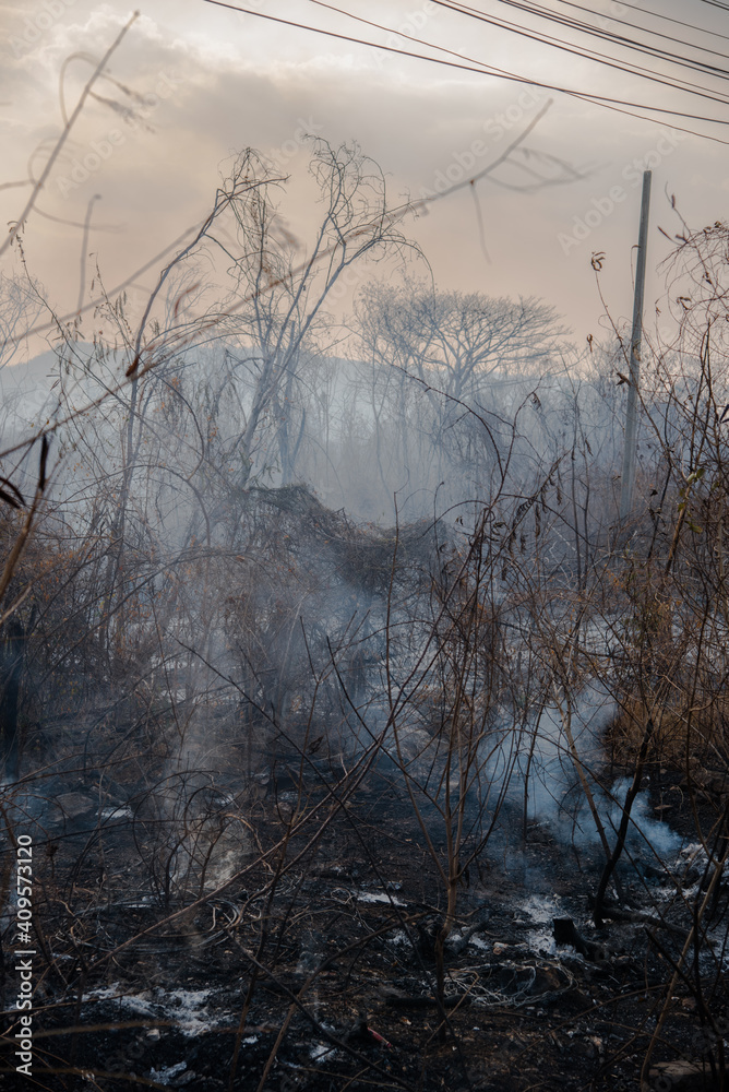 Wild fires destroy nature, smoke, air pollution from human combustion ...