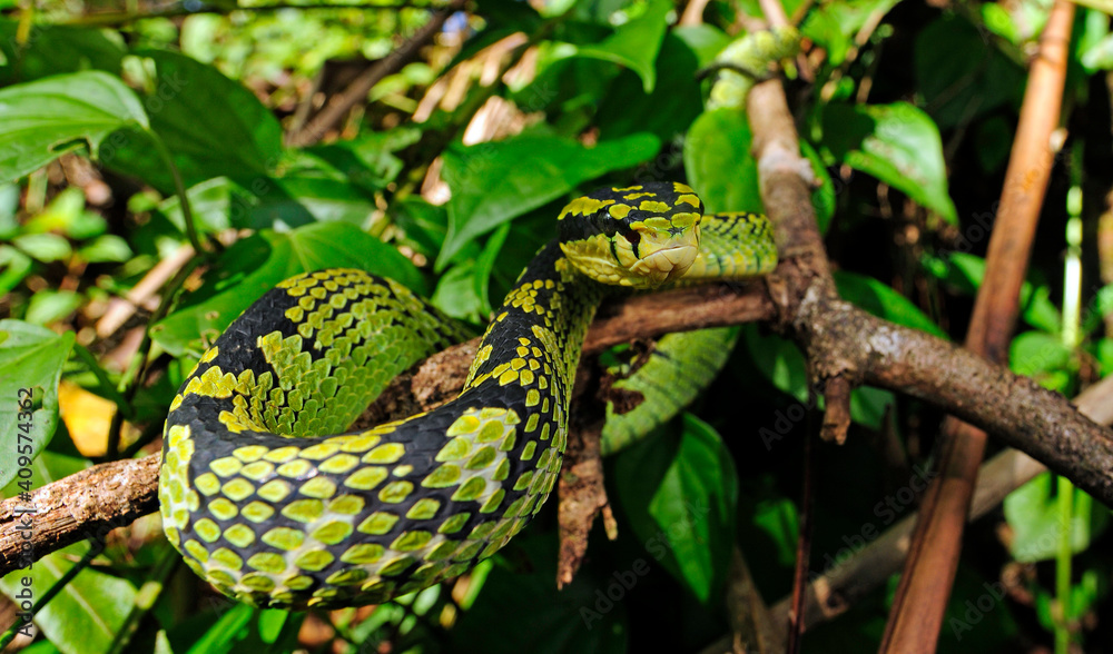Sri Lankan pit viper // Ceylon Lanzenotter (Trimeresurus ...