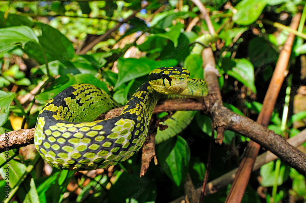 Sri Lankan pit viper // Ceylon Lanzenotter (Trimeresurus ...