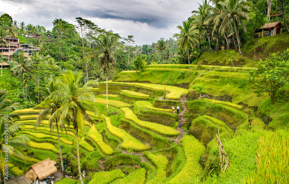 Colorful Rice Terraces outside Ubud, Indonesia [Island of Bali] Stock ...