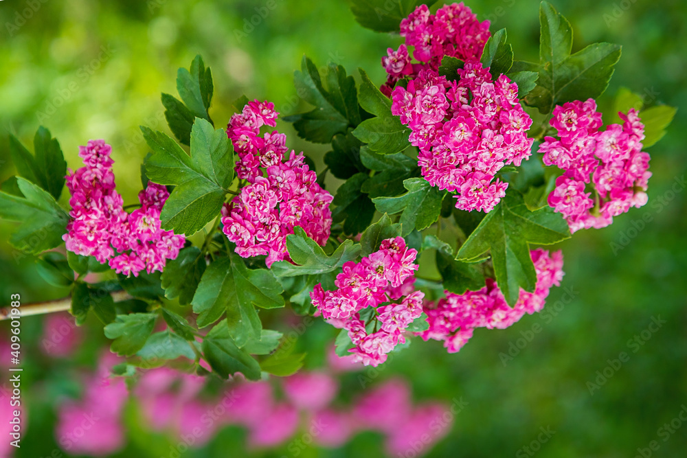Amazing spring flowering shrubs in the garden. Branch of a blossoming scarlet hawthorn ...