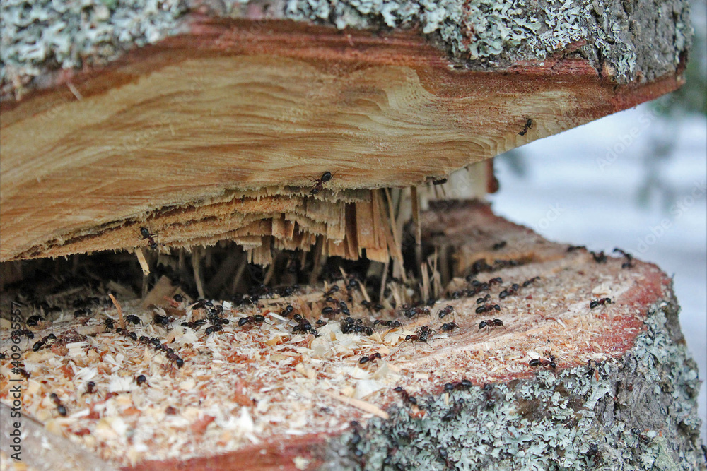 Ants inside a tree after the felling wedge has been cut Stock Photo ...