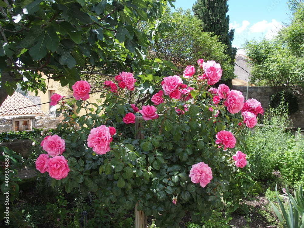 Beautiful roses in the medieval Garden of the St. Lawrence Monastery ...