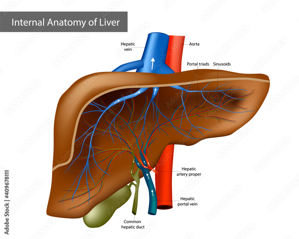Internal Anatomy of Liver. Medical Illustration Human Anatomy Stock ...