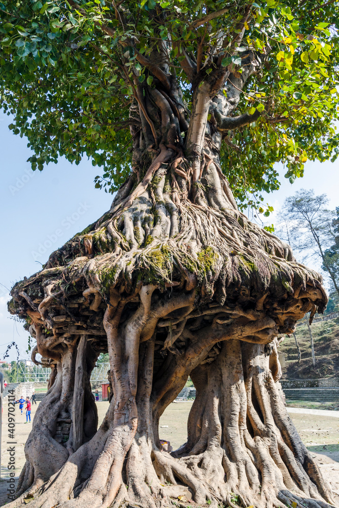 The tree shrine in Gokarna Mahadev temple, Gokarneshwar in Kathmandu ...