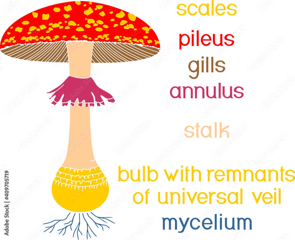 Structure of fruiting body of fly agaric (Amanita muscaria) mushroom ...