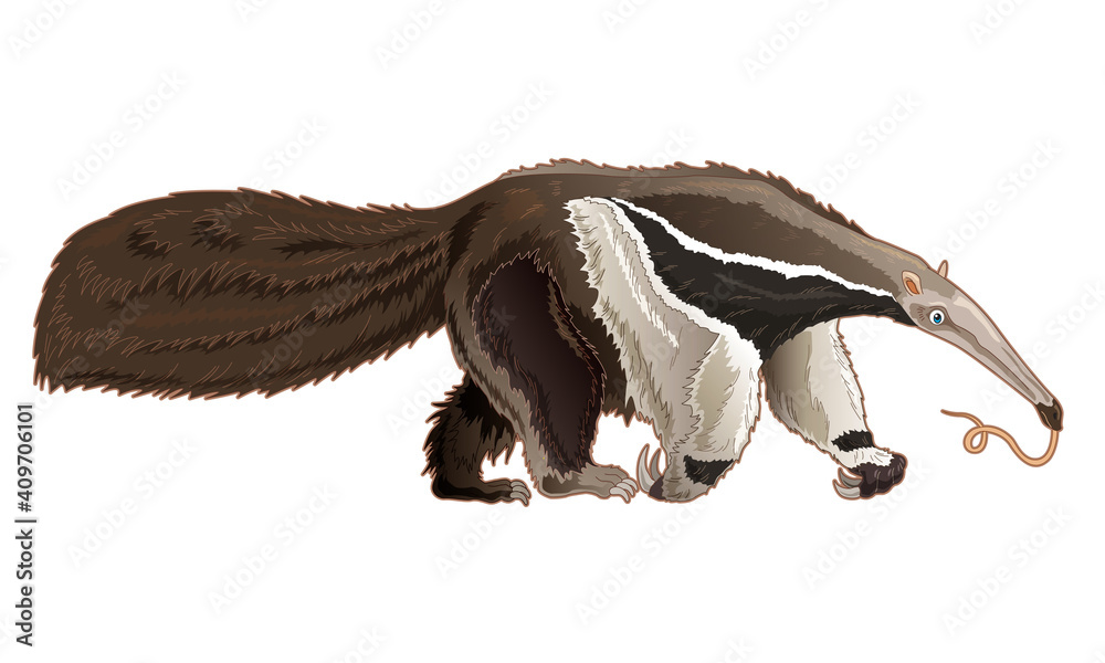 Anteater Cartoon