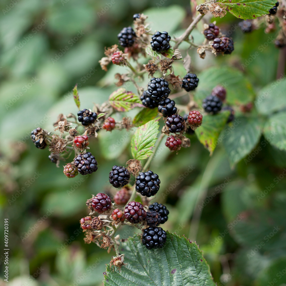 Foraging for wild food - summer bramble bushes full of fruit. Stock ...