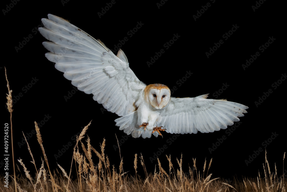 Female Barn Owl (Tyto Alba) swoops in over long grass to catch prey at ...