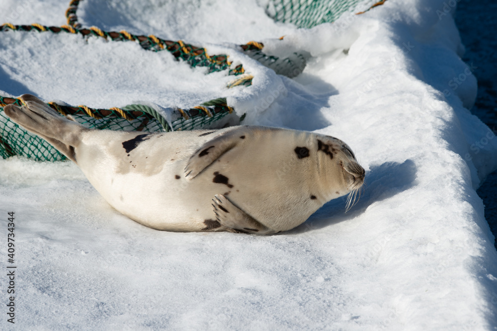 A large grey adult harp seal moving along the top of ice and snow. You ...