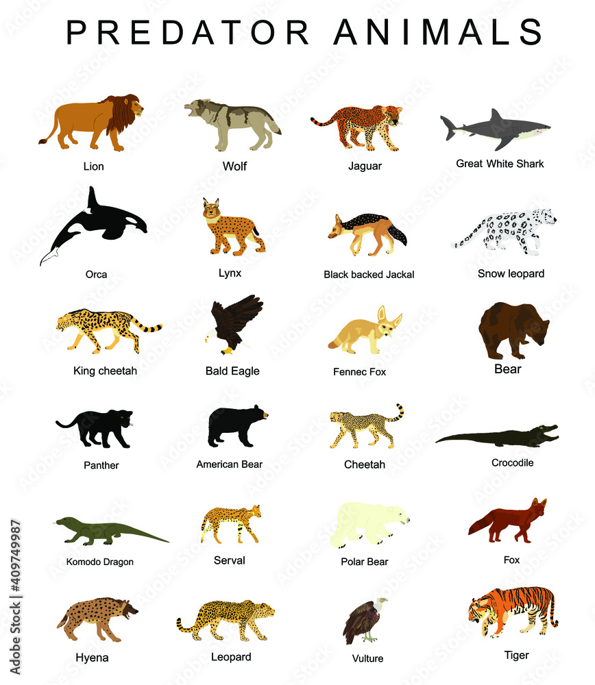 Predator animals set vector illustration isolated on white background ...