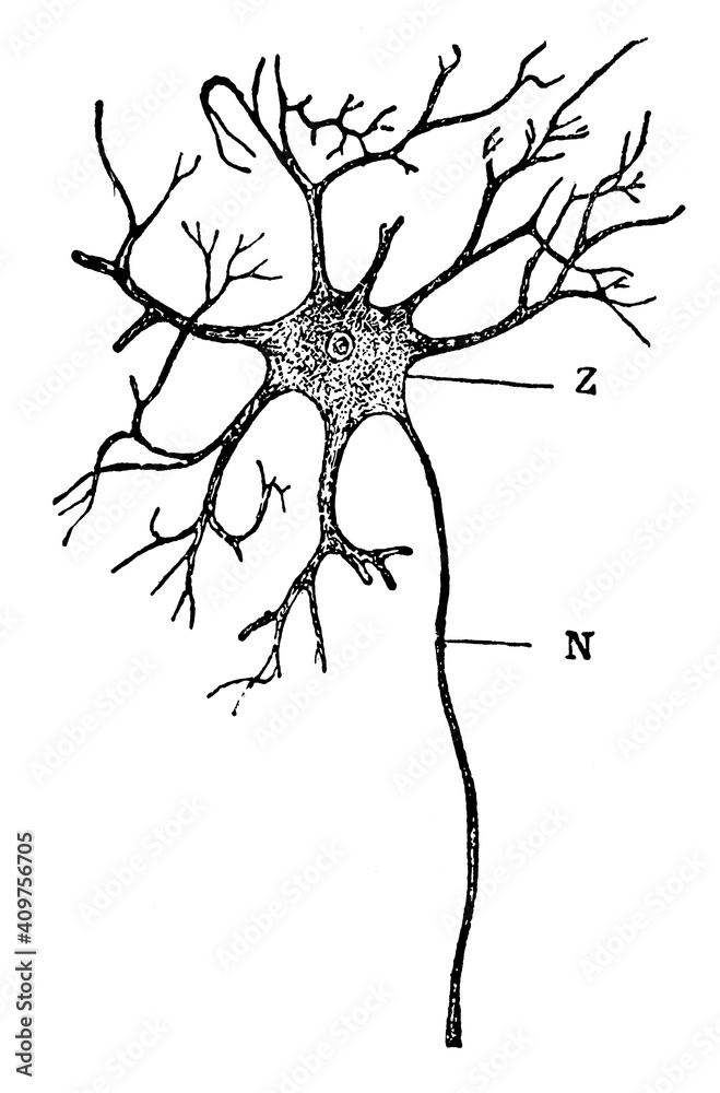 Spinal cord nerve cell. Illustration of the 19th century. Germany ...
