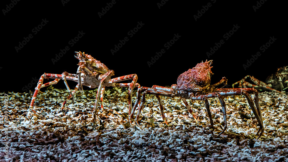 Japanese spider crab underwater in aquarium, Maja japonica, Macrocheira ...