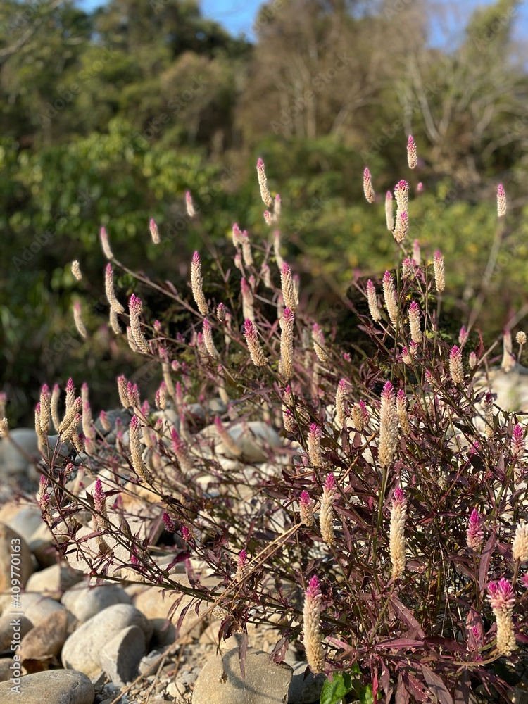 Foto de silver cock's comb, is a herbaceous plant of tropical origin ...