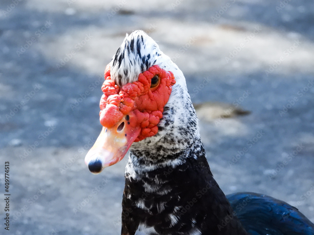 Muscovy Duck face close-up Stock Photo | Adobe Stock