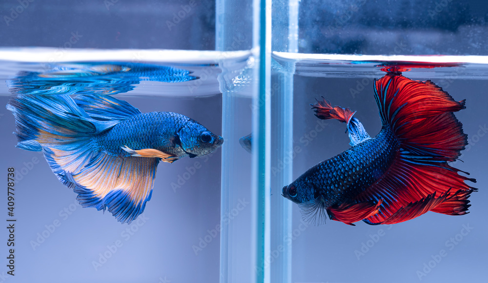 Fotka „Beautiful movement of blue yellow and red blue betta in fish ...