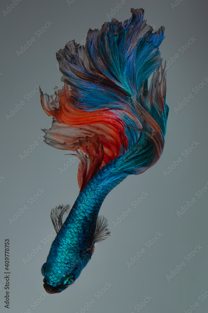 Beautiful movement of blue red Betta fish, Siamese fighting fish, Betta ...
