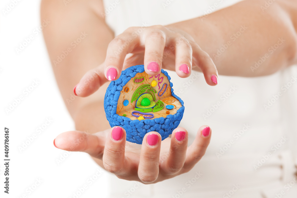 Two Woman Hands Protecting Structure of Human Cell. 3d Rendering Stock ...