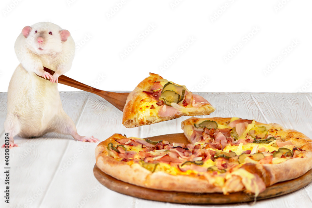 Poster funny cute white rat wants to steal and eat an appetizing slice ...