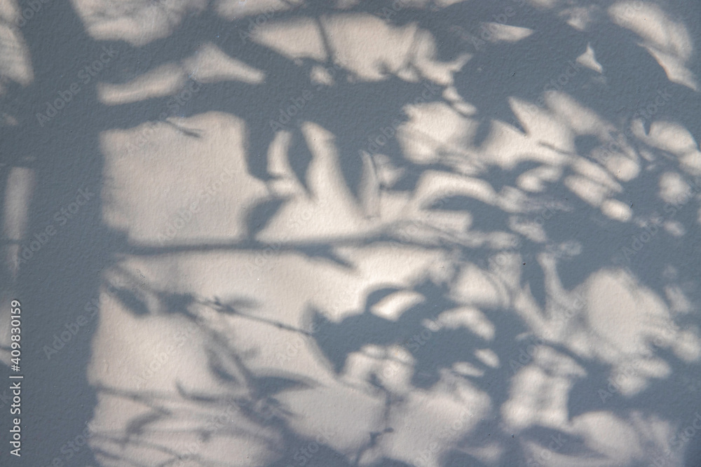 Defocused of shadow of natural leaves tree branch falling on white wall ...