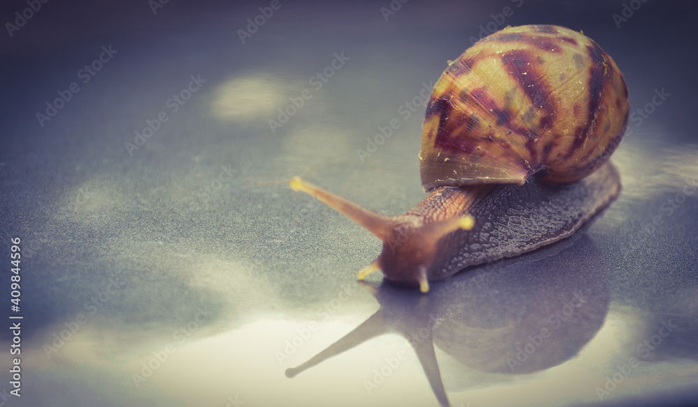 Snail (Bekicot, Achatina fulica, African giant snail, Archachatina ...
