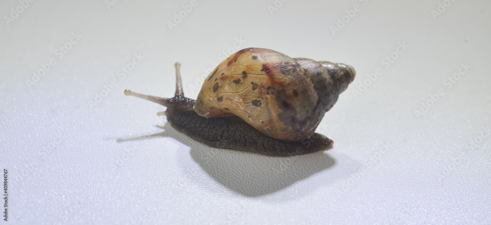 Snail (Bekicot, Achatina fulica, African giant snail, Archachatina ...