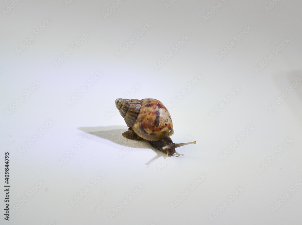 Snail (Bekicot, Achatina fulica, African giant snail, Archachatina ...
