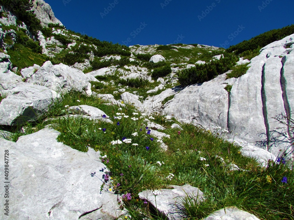 Rocky alpine landscape with mountain karst rock formations and mugo ...